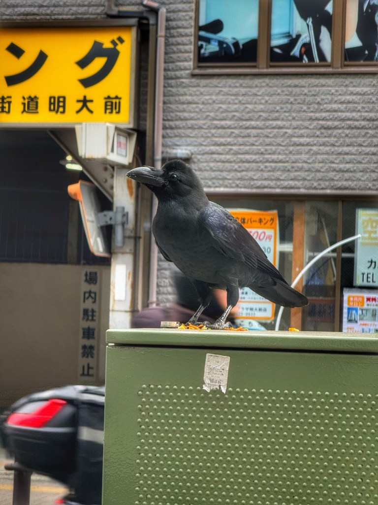 TOKYO, JAPAN: CROWS – TOKIDOKI (NOMAD)